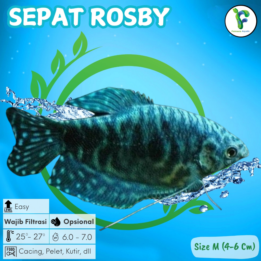 Jual Ikan Sepat Batik Biru / Ikan Hias Sepat Biru - Ikan Hias Aquascape ...