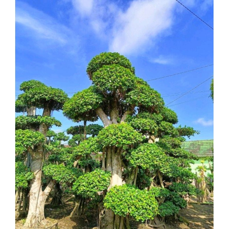 Jual Tanaman Hias Bonsai Beringin Korea - Bonsai Dolar - Bonsai Mikro ...