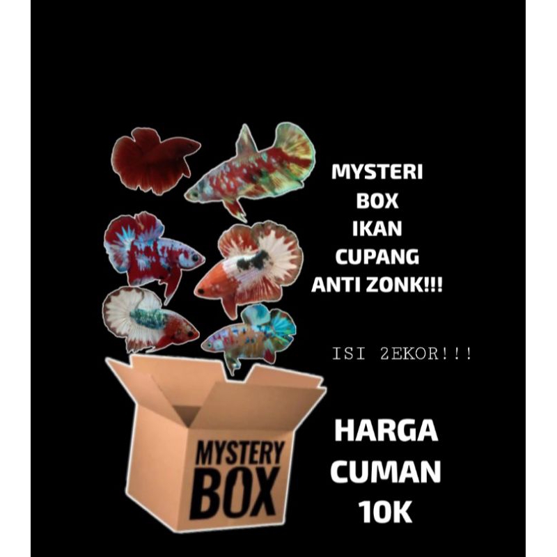 Jual stiker misteri box ikan cupang top grade | Shopee Indonesia