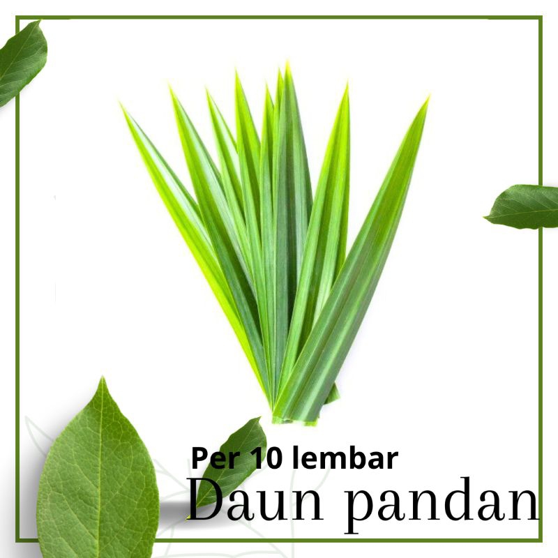 Jual Daun Pandan Per 10 Lembar | Shopee Indonesia