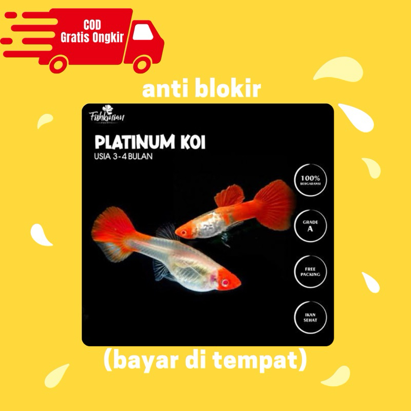 Jual pemberaih aquarium guppy platinum koi sepair | Shopee Indonesia