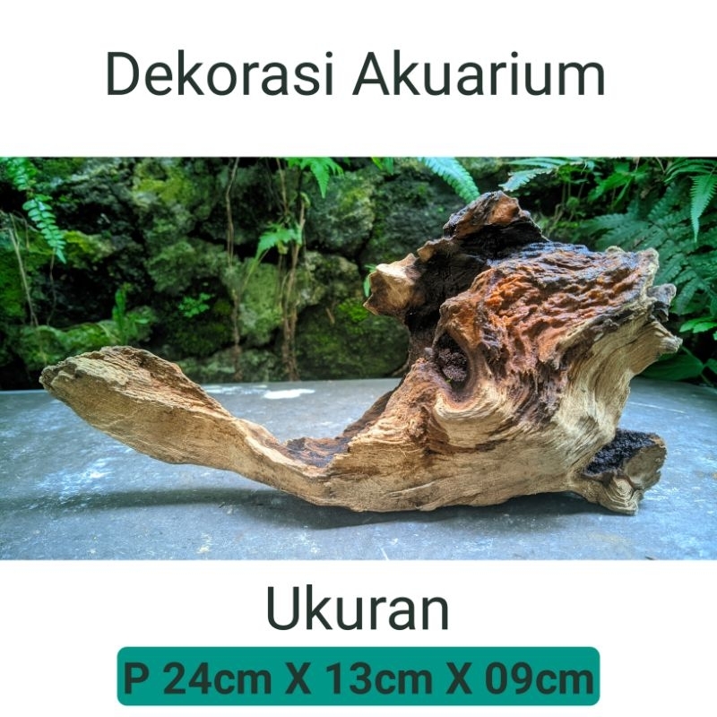 Jual kayu rentek aquascape istimewa | Shopee Indonesia