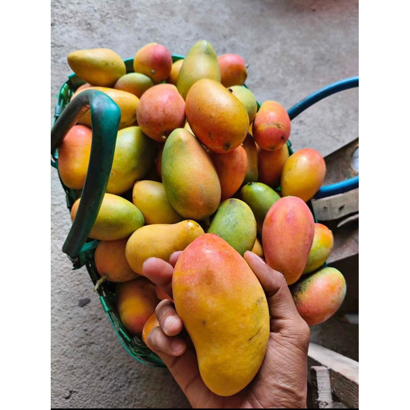 Jual Mangga Podang Gunung Masak Pohon Berat 1 Kg | Shopee Indonesia