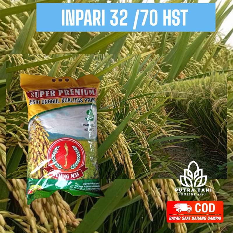 Jual BENIH PADI INPARI 32 5KG | Shopee Indonesia