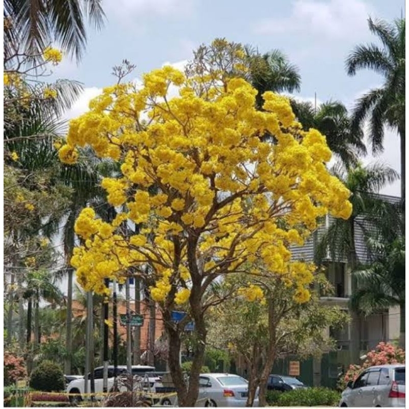 Jual Tanaman Bunga Tabebuia Kuning Tabebuya Tabirbuya Tanaman Jalan ...