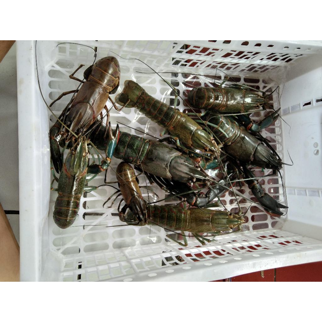 Jual PAKET BUDIDAYA LOBSTER MEDIA, KOLAM, PAKAN, BIMBINGAN | Shopee ...