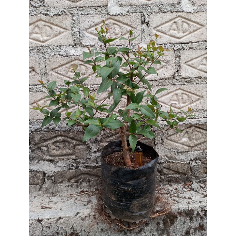 Jual POHON SIANTO DEWANDARU Pohon Ceremai Belanda Untuk Taman Atau ...