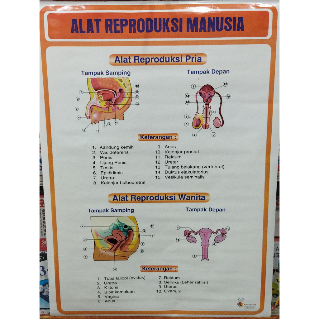 Jual SaranaPeraga - Carta Poster Gambar Alat Reproduksi Manusia / Carta ...