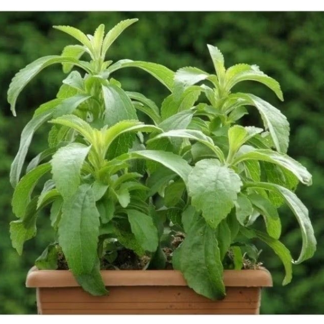 Jual Tanaman Daun Manis Stevia - Bibit Stevia - Pengganti Gula Alami ...