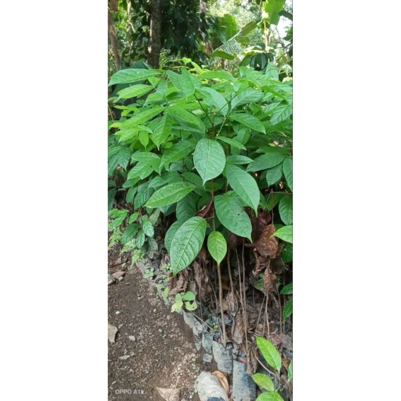 Jual BIBIT MAHONI SUPER BIBIT POHON MAHONI UNGGUL CABUTAN SIAP TANAM ...