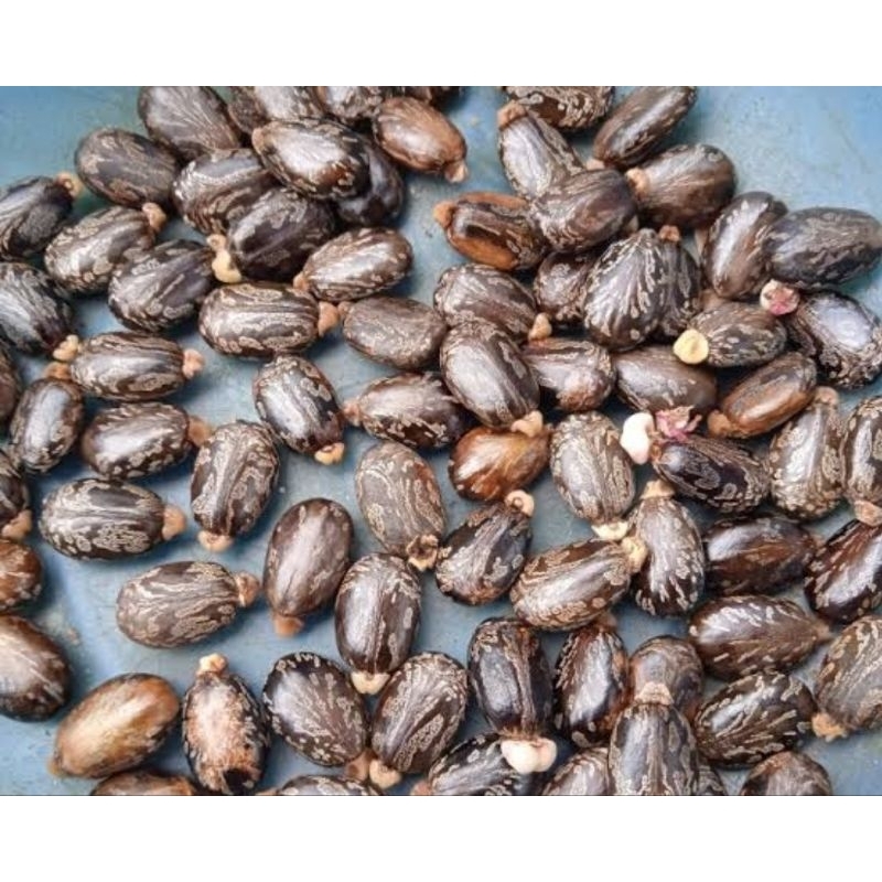 Jual Jual benih biji jarak merah biji kaliki merah 200-az | Shopee ...