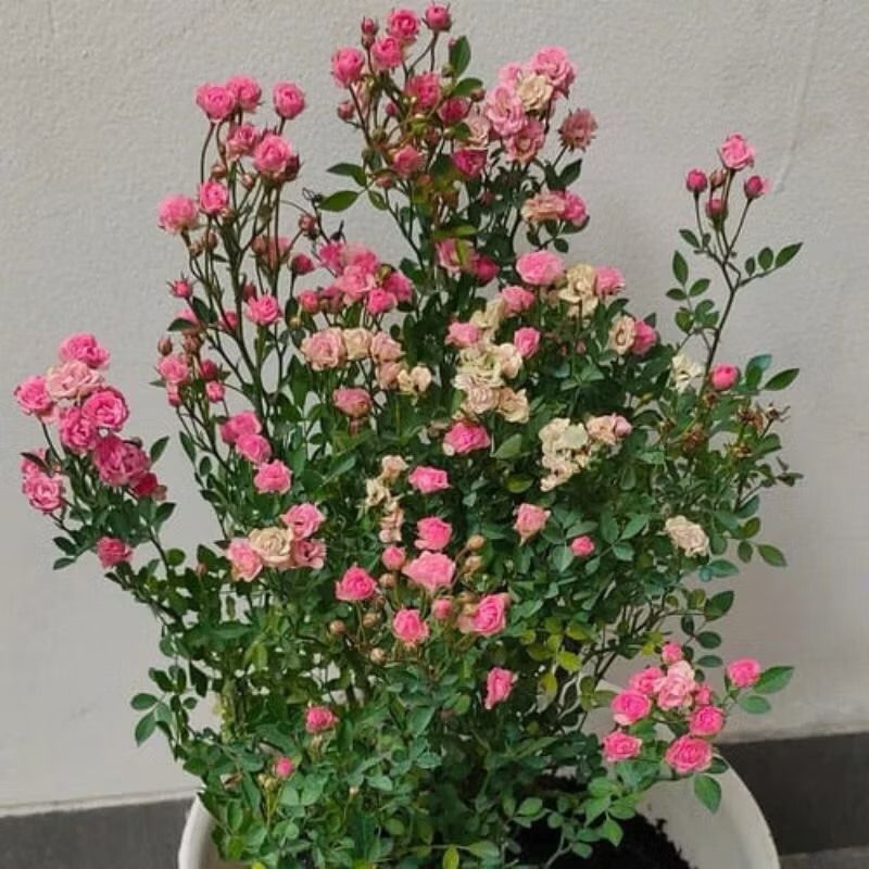 Jual Tanaman Bunga Mawar Baby Rose Pink Kecil (rosa polyantha) | Shopee ...