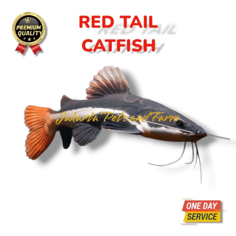 Jual Ikan Hias Predator RTC Red Tail Catfish - Lele Amazon | Shopee ...