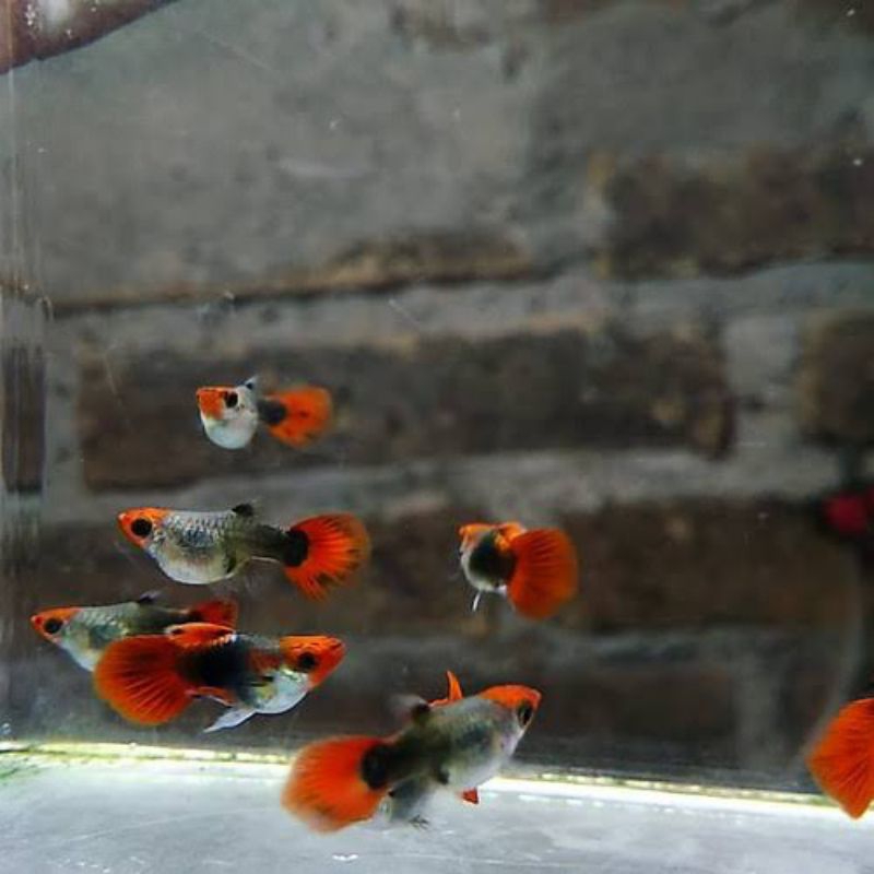 Jual IKAN HIAS AQUASCAPE GUPPY KOI | Shopee Indonesia