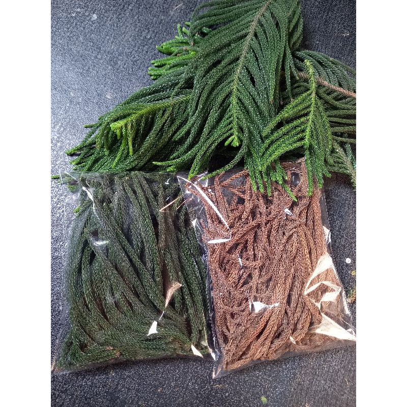 Jual daun kering daun cemara norfolk 100gr kering dan segar untuk craft ...