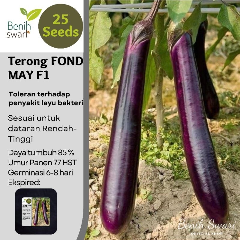 Jual Benih Swari: (isi 25 butir) Benih Terong FOND MAY F1 terong ungu panjang | Shopee Indonesia