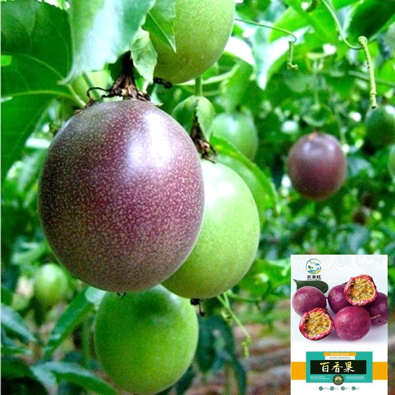 Jual Benih Markisa Ungu 50 Biji f1 import | Shopee Indonesia