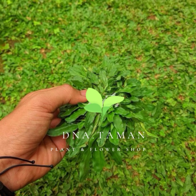 Jual PROMO !!! 100 SOBEKAN RUMPUT GAJAH MINI // RUMPUT GAJAH MINI 100 ...