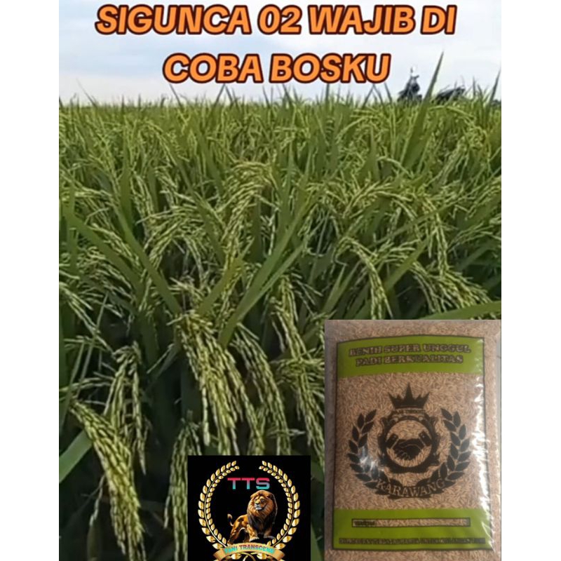 Jual MUST TRY BOSKU BENIH PADI SI GUNCA 02 KEMASAN 5 KG KUALITAS UNGGUL ...