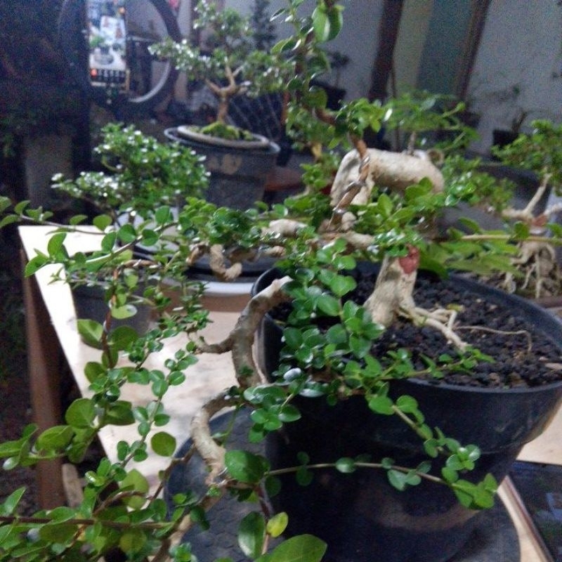 Jual Sancang Liuk | Shopee Indonesia