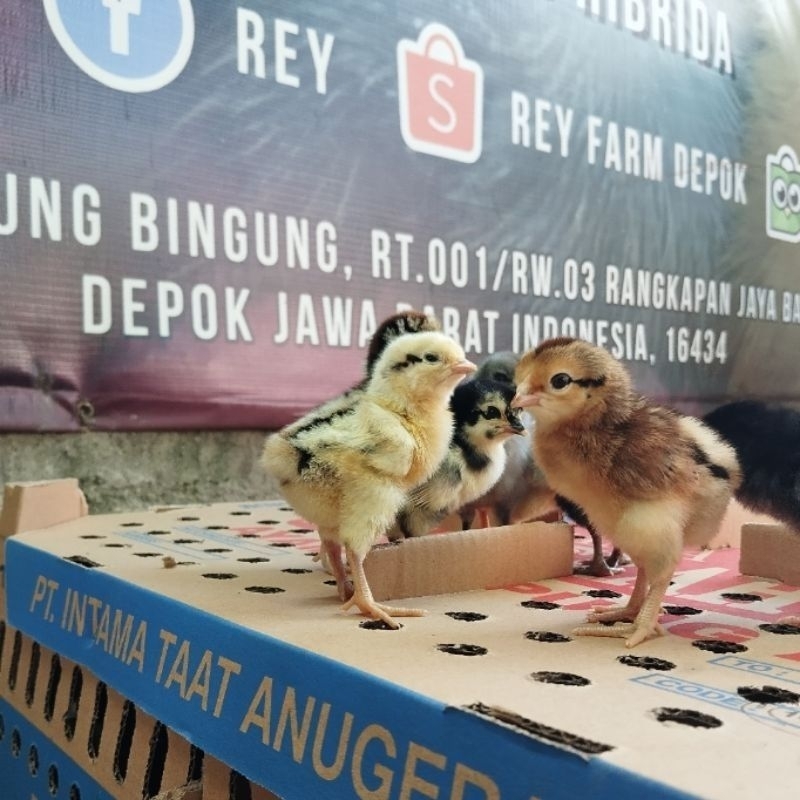 Jual Bibit Ayam Kampung Asli, Doc Kub 2 100Ekor | Shopee Indonesia