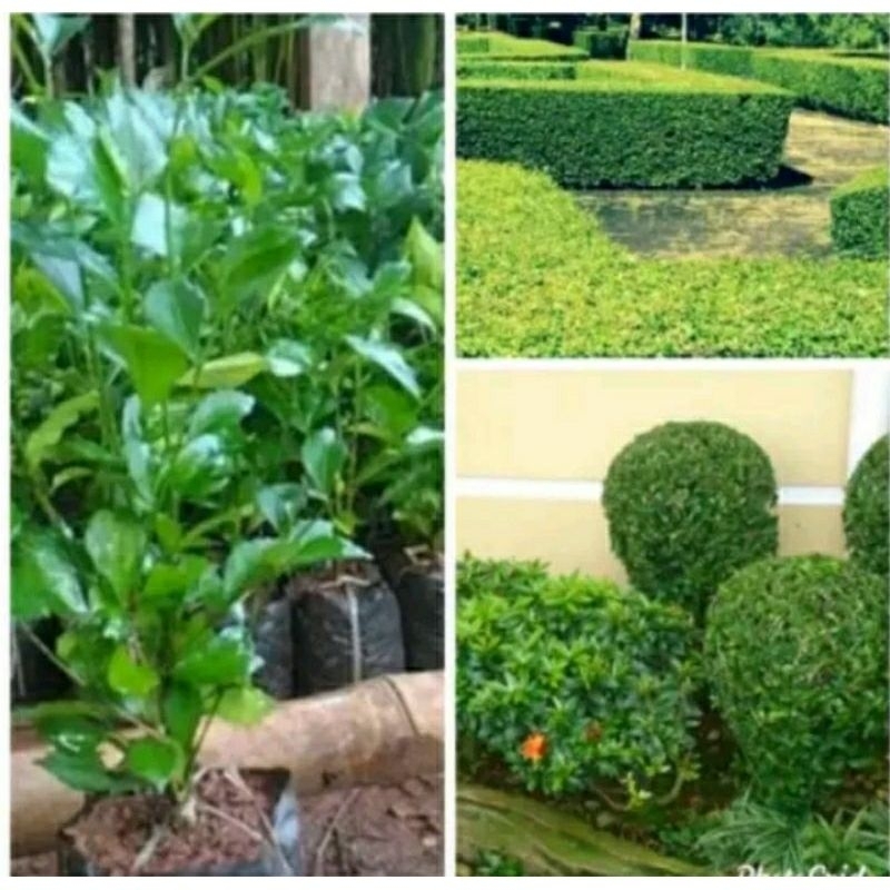 Jual PROMO!! Tanaman hias Teh Tehan 50 Batang / Tanaman hias Teh Tehan ...