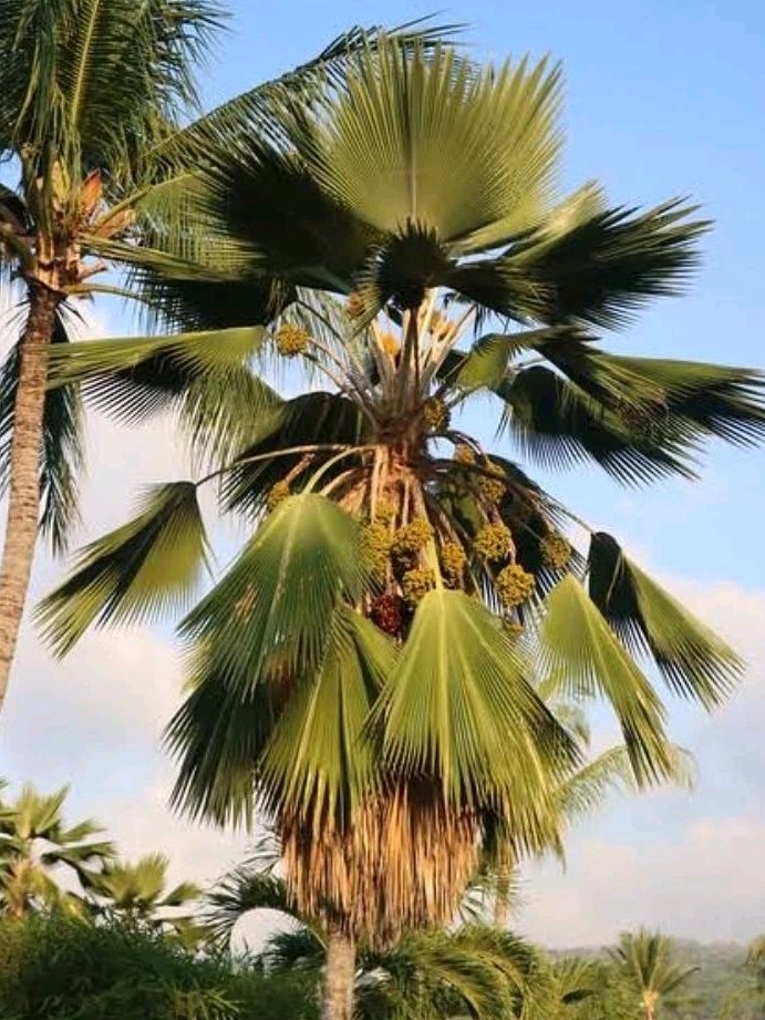 Jual Biji Palem / Palm Seeds: Pritchardia pacifica / Fiji Fan Palm ...