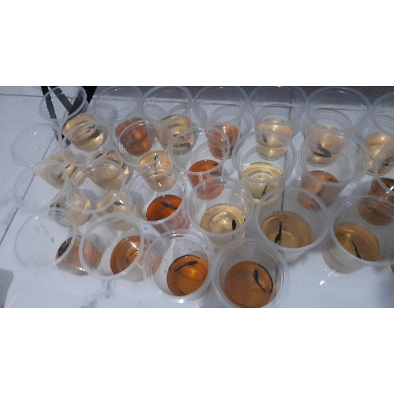 Jual soliter ikam cupang | Shopee Indonesia