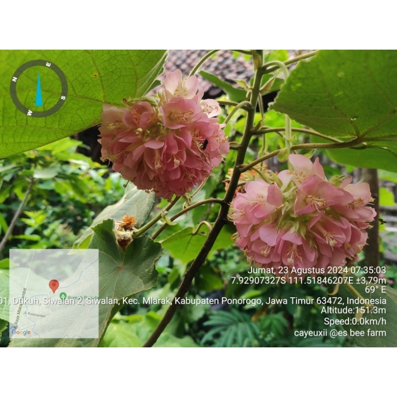 Jual DOMBEYA CAYEUXII / DOMBEYA 20-30cm | Shopee Indonesia