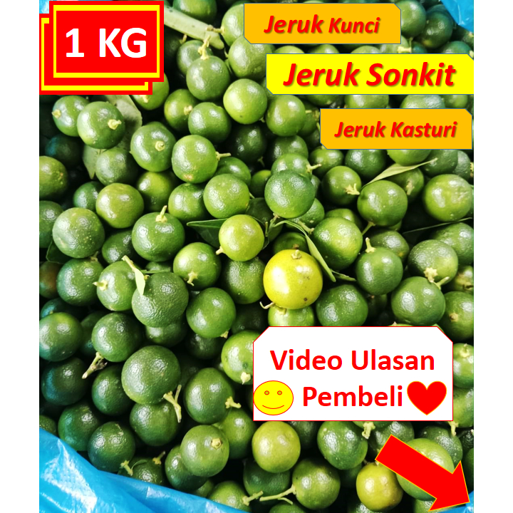 Jual Jeruk Sonkit Segar 1 Kg - Jeruk Kasturi Jeruk Kalamansi Jeruk Cui ...