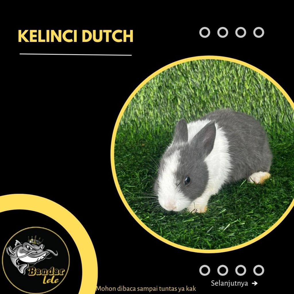 Jual Kelinci RAS (Dutch, Netherland Dwarf, Fuzzy Lop, English Anggora ...