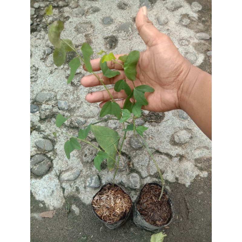 Jual tanaman bunga tongkeng sayur / tanaman hias tongkeng sayur ...