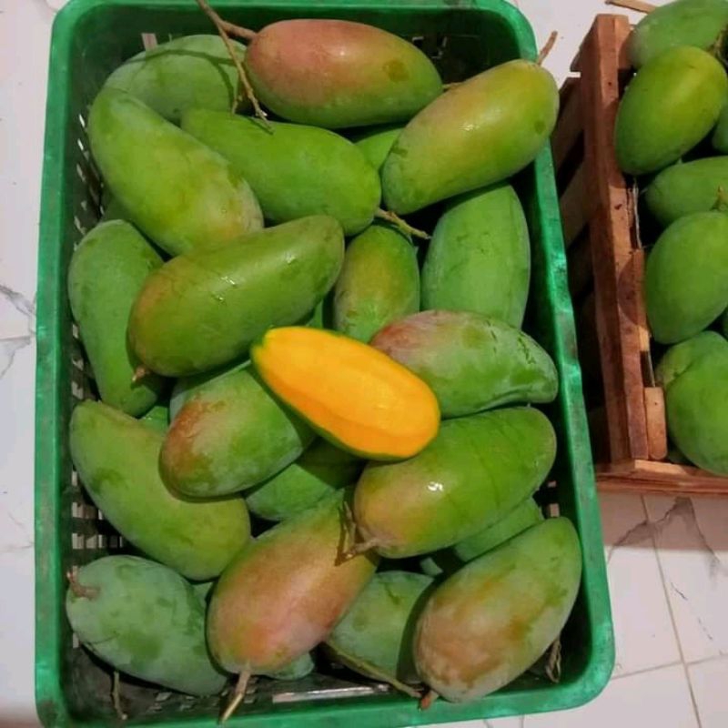 Jual MANGGA KIOJAY ASLI INDRAMAYU 1KG | Shopee Indonesia