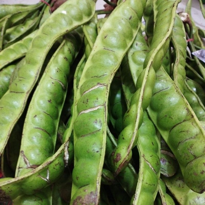 Jual Pete padi mata jumbo 1kg fresh | Shopee Indonesia