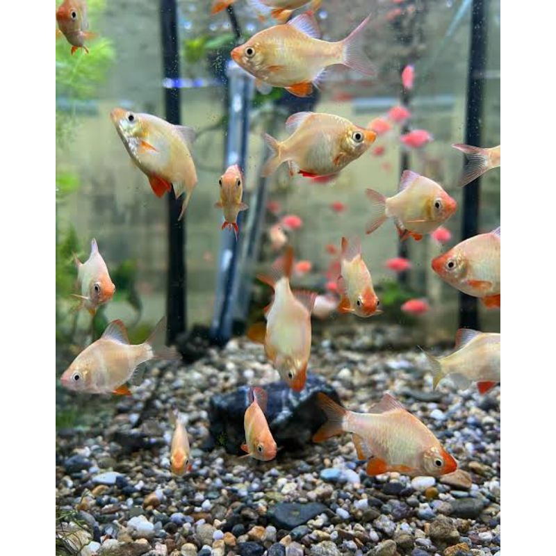 Jual IKAN SUMATRA TIGER BARB ALBINO//IKAN HIAS AQUASCAPE/IKAN HIAS AIR ...