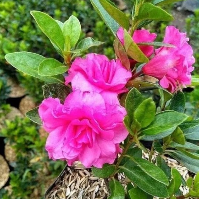 Jual Tanaman Bunga Azalea Pink Tumpuk Sudah Berbunga / Kuncup - Bunga Asalia Pink - Bunga Azalea ...
