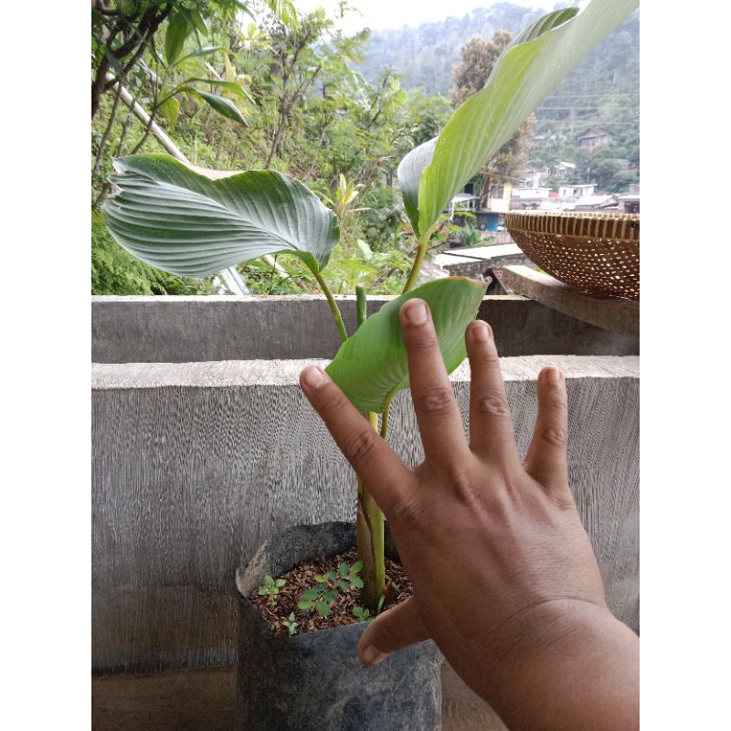 Jual calathea lutea tinggi 30-40cm tanaman hias calathea lutea tanaman ...