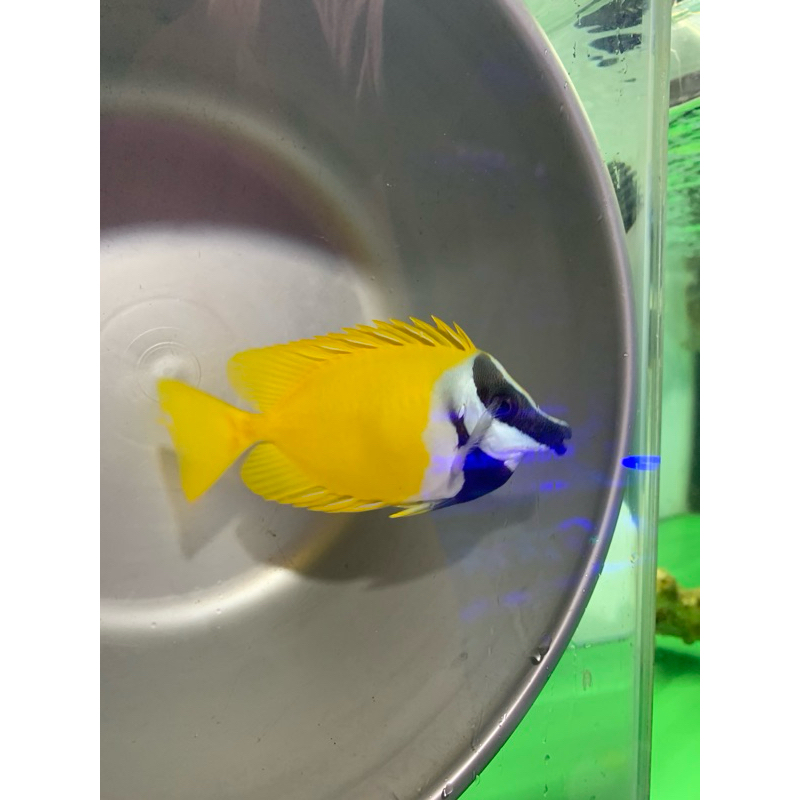 Jual Ikan hias air laut - Samadar Cicit Kuning | Shopee Indonesia