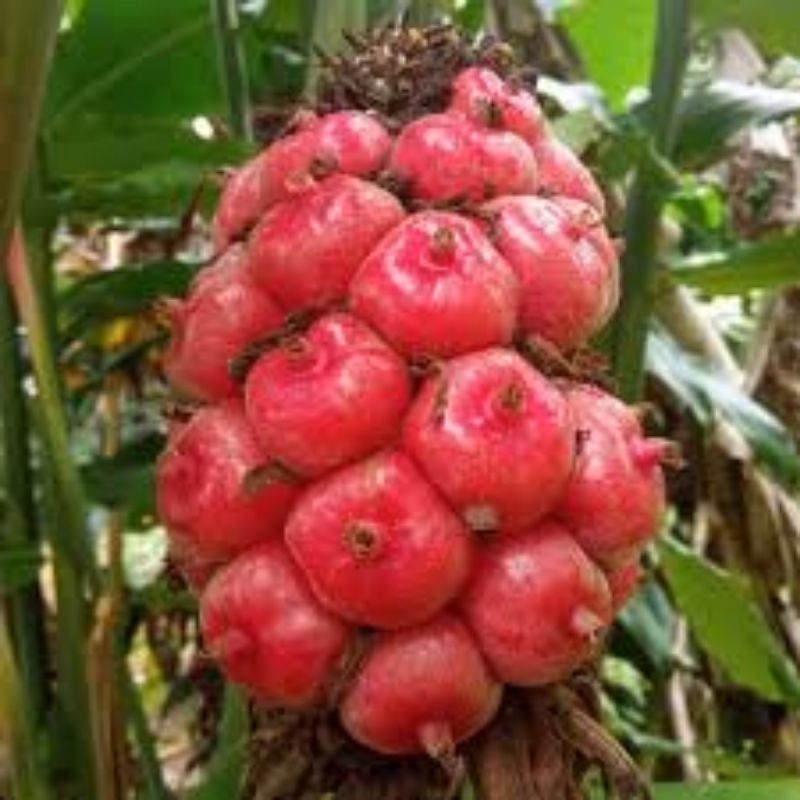 Jual buah honje segar 2 kg | Shopee Indonesia