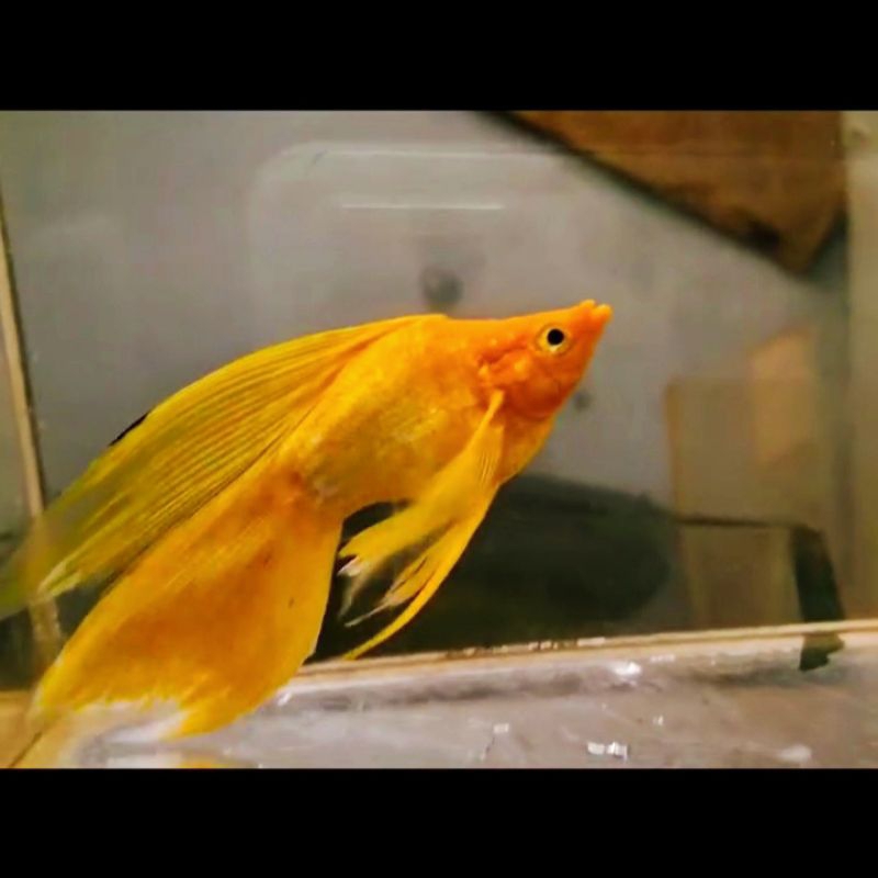 Jual molly superGold veiltails cawang new strain 1 ornament akuarium ...