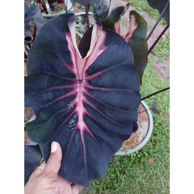 Jual tanaman hias colocasia red devil ready anakan | Shopee Indonesia