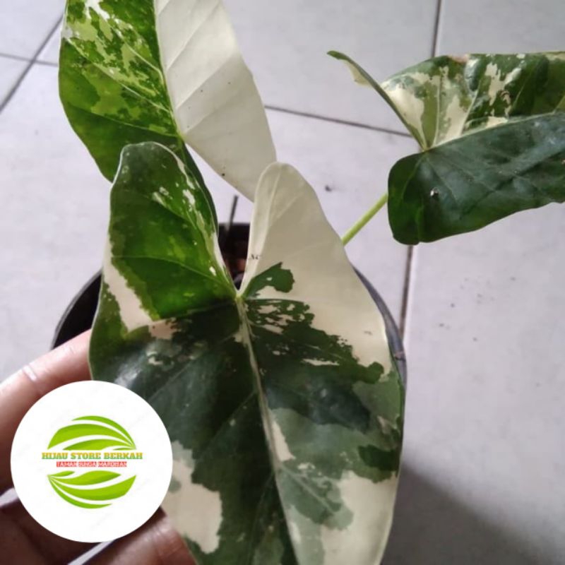 Jual sente varigata tanaman hias keladi kaladium caladium alocasia ...