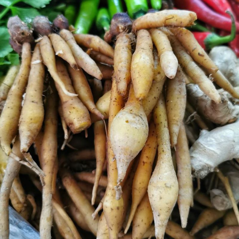 Jual temu kunci tua empong empong tua fresh murah 1kg | Shopee Indonesia