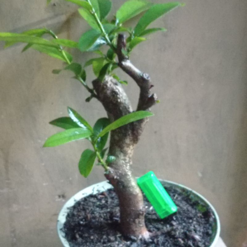 Jual bahan bonsai wuni( buah nya enak di makan)realpic | Shopee Indonesia