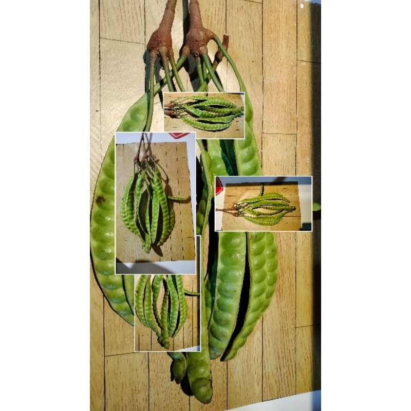 Jual PETE PADI PANJANG ASLI WONOGIRI ISI 15 papan | Shopee Indonesia