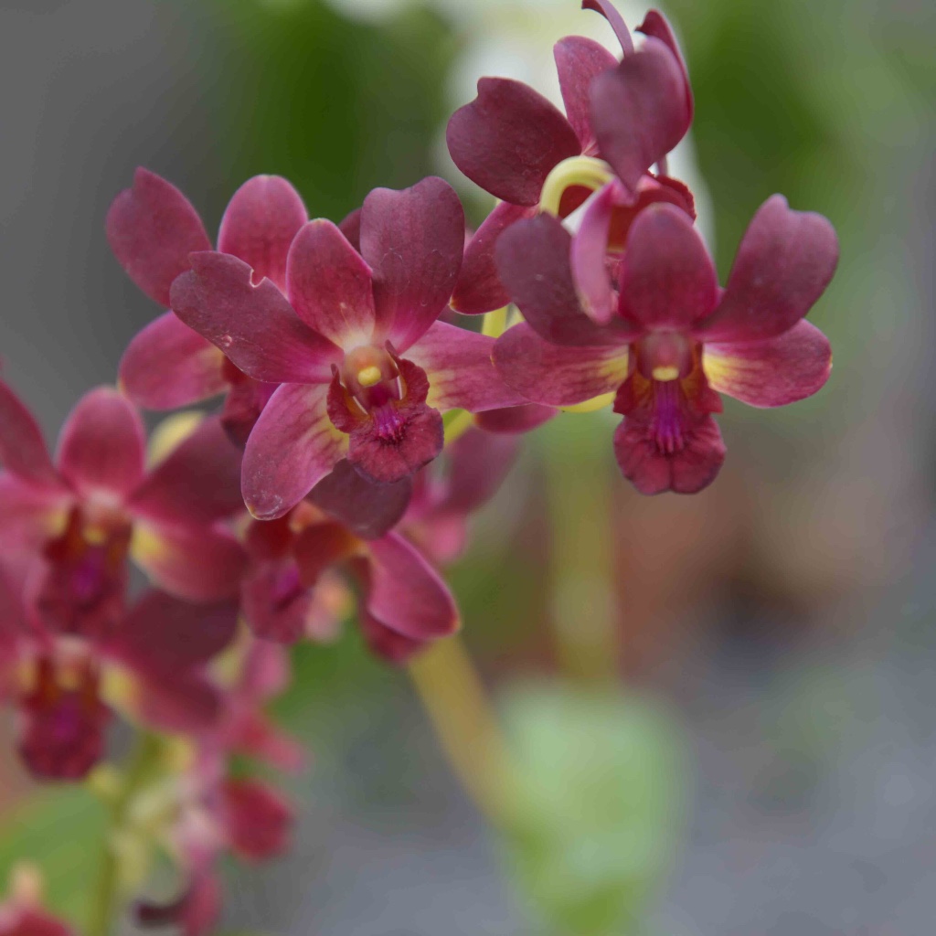 Jual tanaman anggrek dendrobium bunga bulat thongchai sampran | Shopee ...