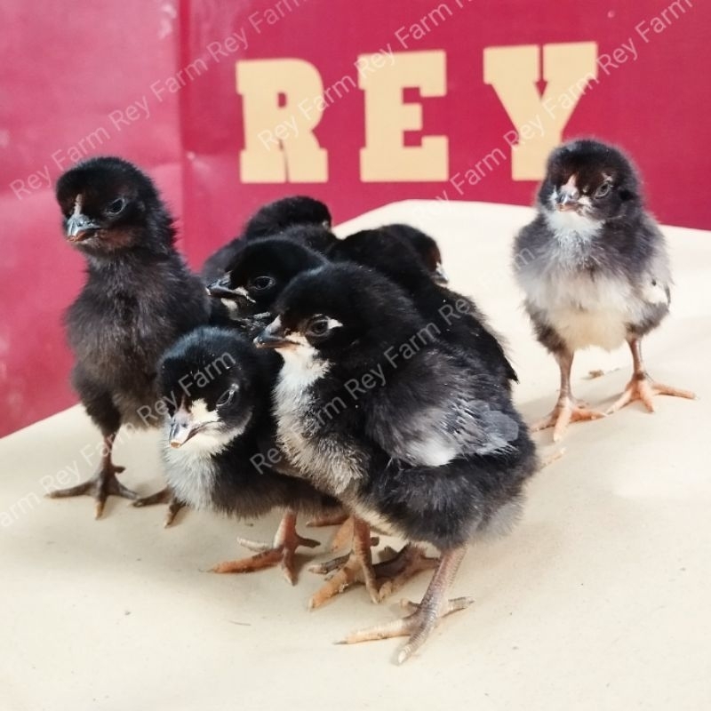 Jual DOC JOPER / BLACK JOPER / BIBIT AYAM KAMPUNG SUPER HITAM | Shopee ...