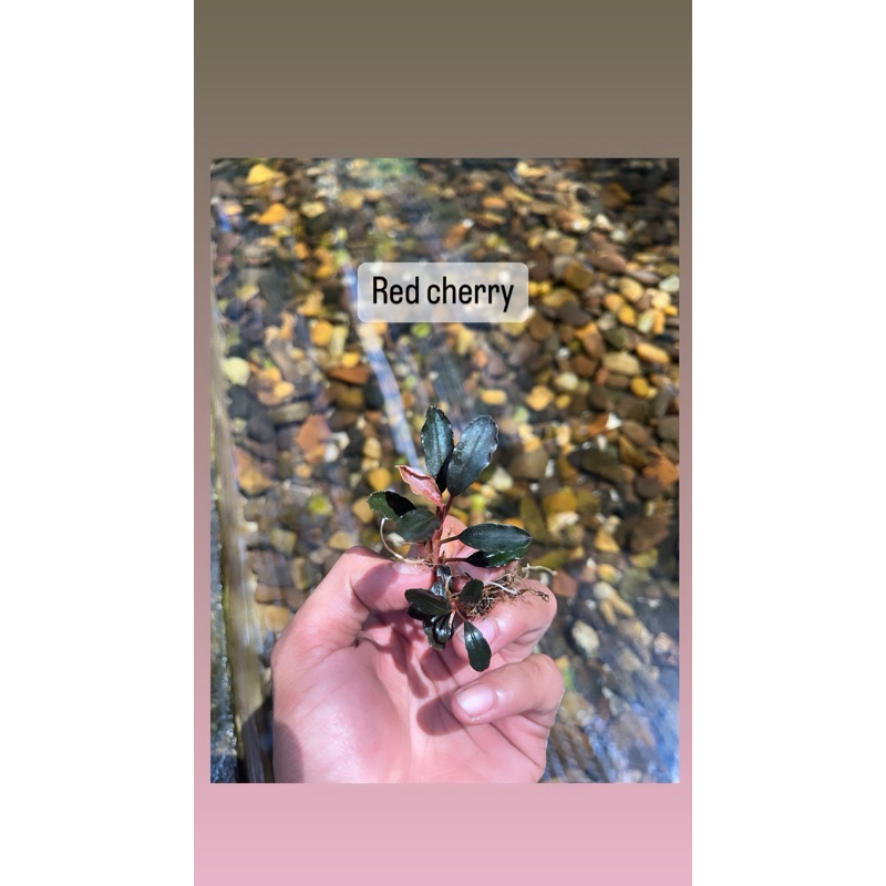 Jual BUCEPHALANDRA RED CHERRY (per rizhome) | Shopee Indonesia