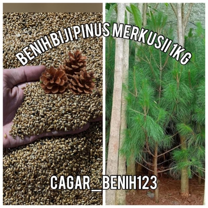 Jual peromo!! benih biji pohon pinus merkusii 1kg | Shopee Indonesia