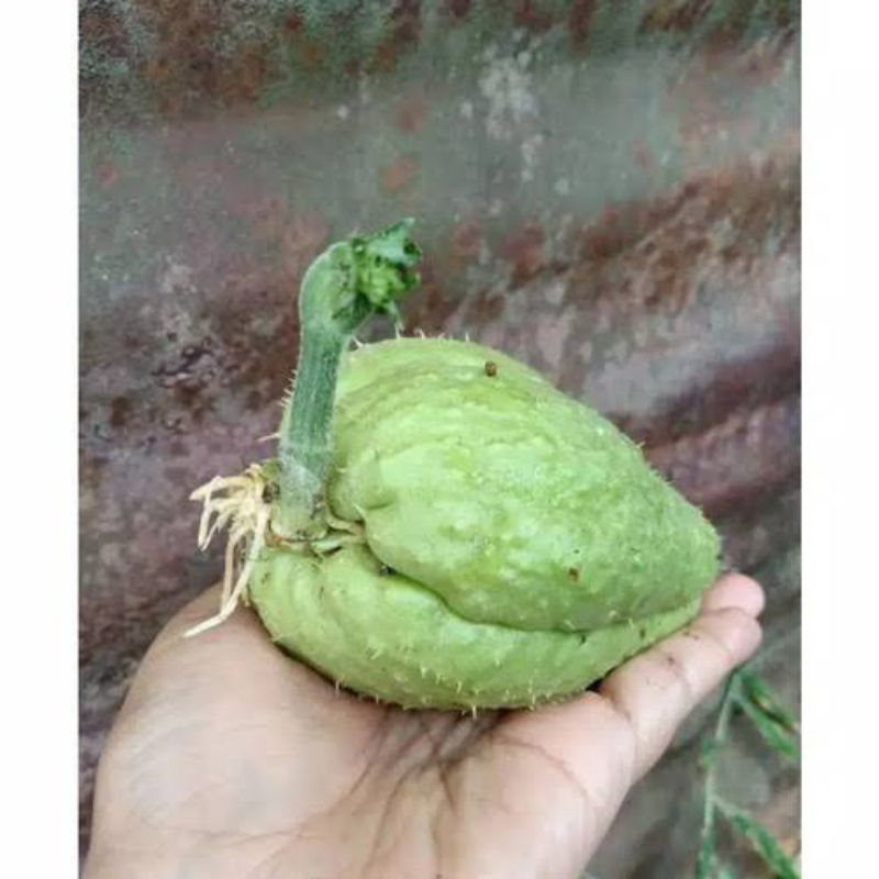 Jual Benih Bibit Labu Siam Anggur Super Unggul | Shopee Indonesia